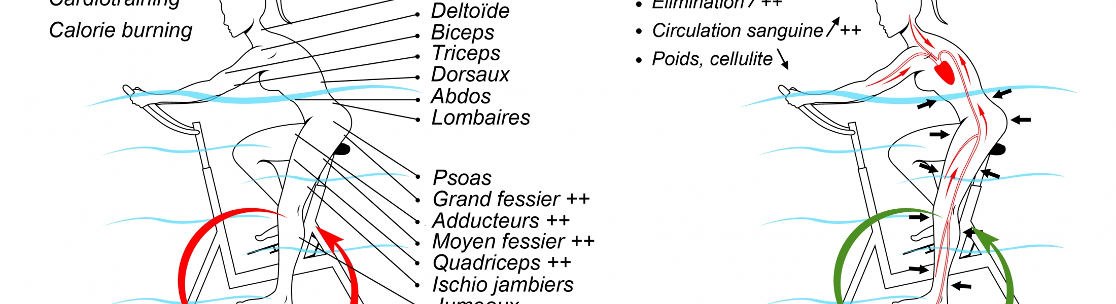 Diagram of the advantages of Aqua spinning - Archimede Aquafitness